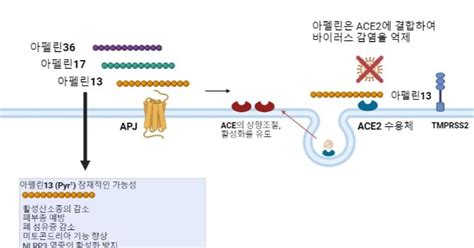 아펠린 코로나19 면역·치료 가능성 확인