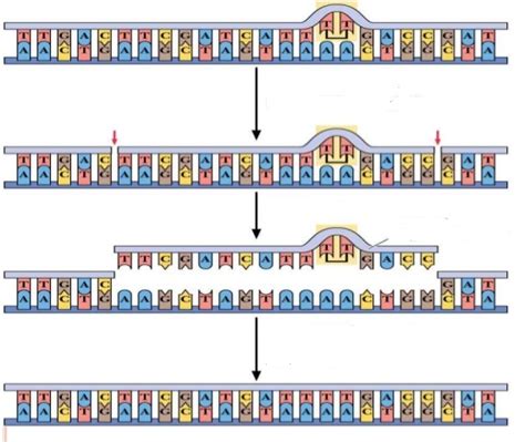 Evelyn Maisel Witkin 1921 2023 Indagando La Genética De Las Bacterias Y Precursora De La