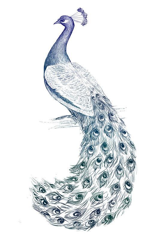 Peacock Drawing In Pencil