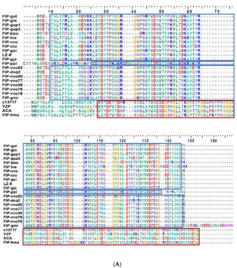 Characterization Recombinant Production And Bioactivity Of A Novel Immunomodulatory Protein