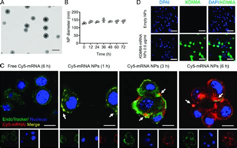 On Demand Introduction Of Exogenous And Functional Proteins In Download Scientific Diagram