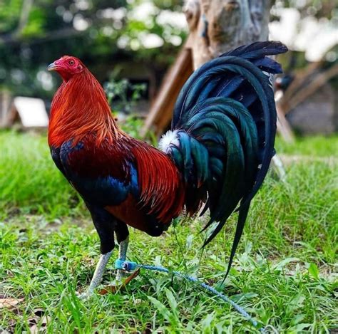 5 Trứng Gà Nòi Mỹ Rặc Trại Gà Minh Trí