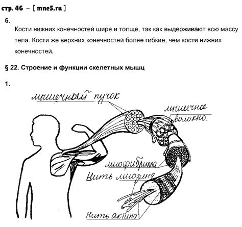 стр. 46 - ГДЗ по Биологии за 8 класс к рабочей тетради Жемчугова, Романова