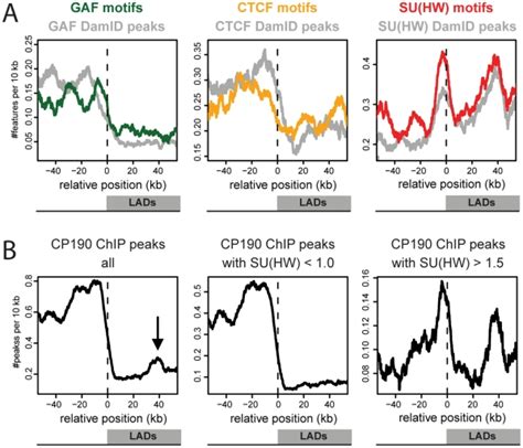 A Profiles Of Sequence Motifs Across Aligned Lad Borders X Axis Download Scientific Diagram