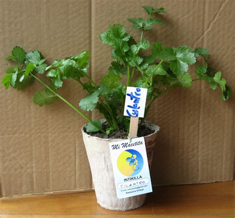 Bienvenidos Culantro