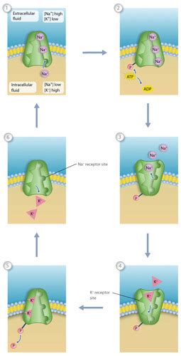 Stuy Guide Macromolecules Flashcards Quizlet
