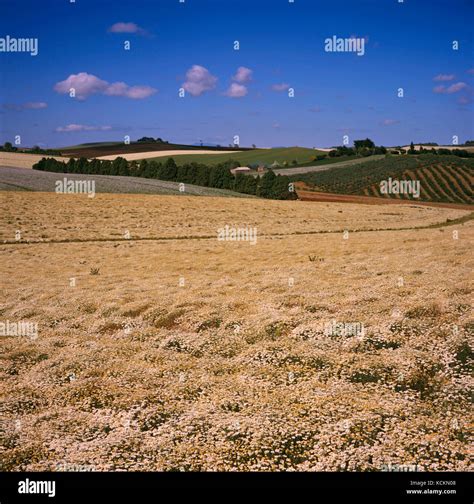 Pyrethrum Tanacetum Cinerariifolium Crop Grown For Essential Oils