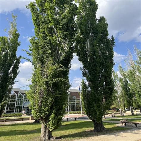 Tower Poplar Edmonton Edmonton Arborist