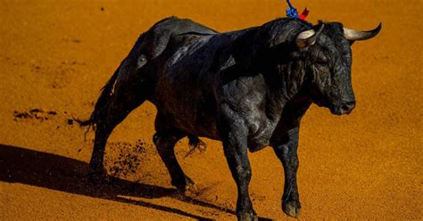 스페인 투우사 소뿔에 사망 31년만에 사망 사고