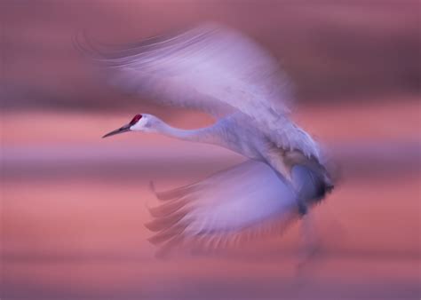 Elegance Hanping Xiao