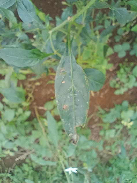 Deteksi Penyakit Daun Cabai Object Detection Dataset And Pre Trained Model By Ridwan