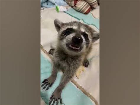 Mapache Comiendo Youtube