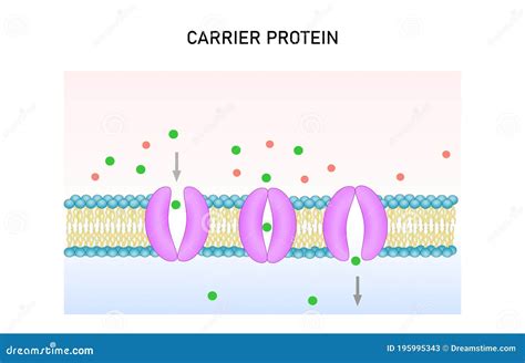 Facilitated Diffusion Or Passive Mediated Transport Cartoon Vector 77267993