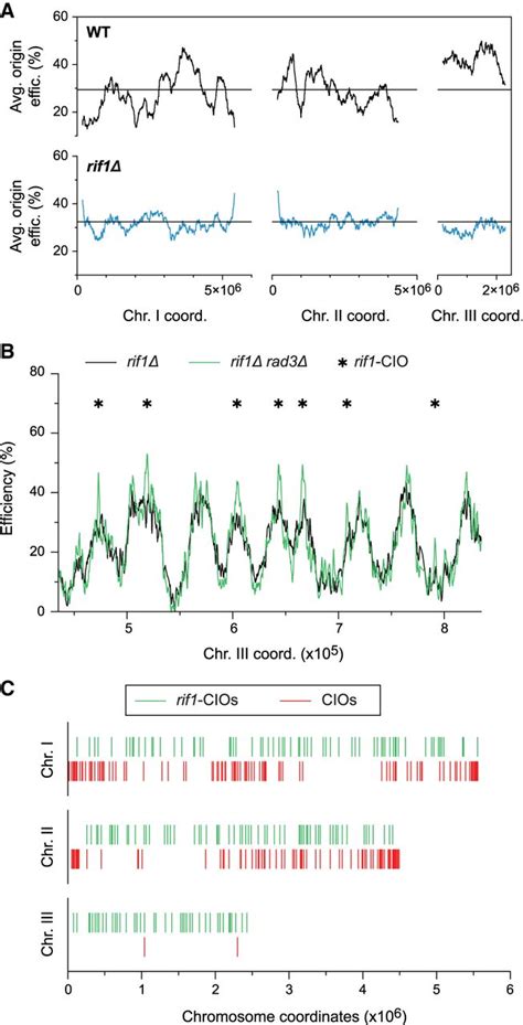 The Organization Of Genome Duplication Is A Critical Determinant Of The
