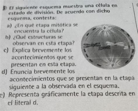 El Siguiente Esquema Muestra Una Célula En Estado De División De Acuerdo Con Dicho Esquema
