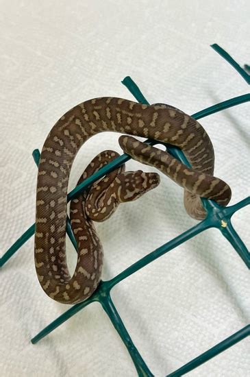 Hypo Bredli Hypo X Afors Centralian Carpet Python By Martinrmorelia Hypo Bredli Hypo X Afors Centralian Carpet Python By Martinrmorelia