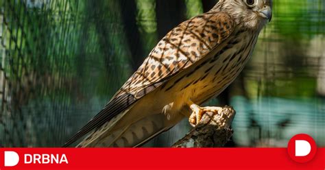 Mláďata Poštolek Míří Z Hodonína Do Bulharska Čekají Je Tam Lekce Lovu