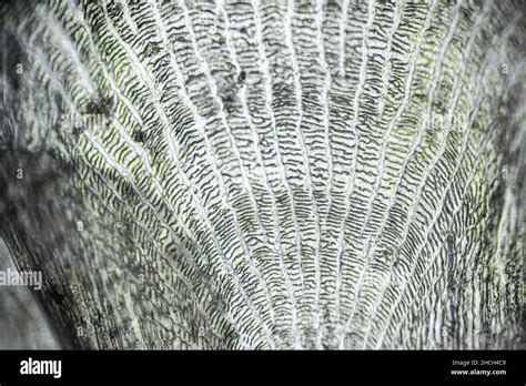 Natural Marine Fish Scale Under A Microscope Fish Scale Close Up Stock