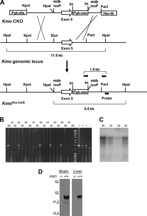 Generation And Characterization Of Kmo Knock Out Mice A Schematic Of