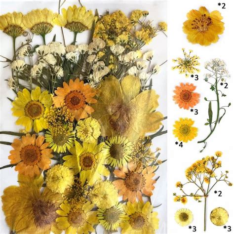 40 45pcs Pressed Real Dried Pressed Flowers For Decoration Yellow At