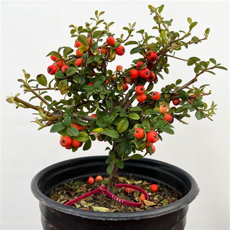 Cotoneaster Bonsai No 18871 Bonsai Trees At