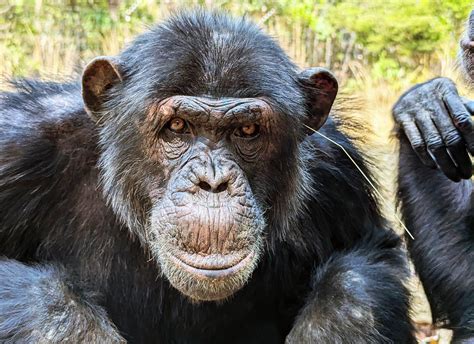 Chimpanzees Copy Strange Useless Trends Just Like Humans Do