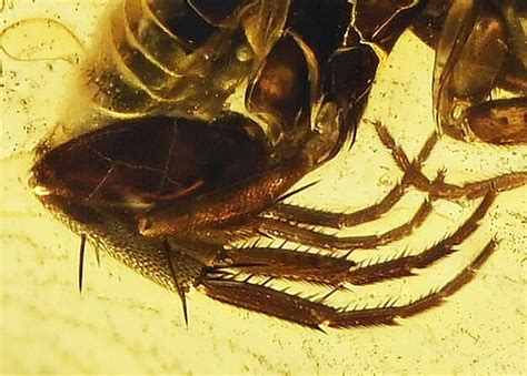 Amazing Detail Phoridae Scuttle Fly Fossil Inclusion In Etsy