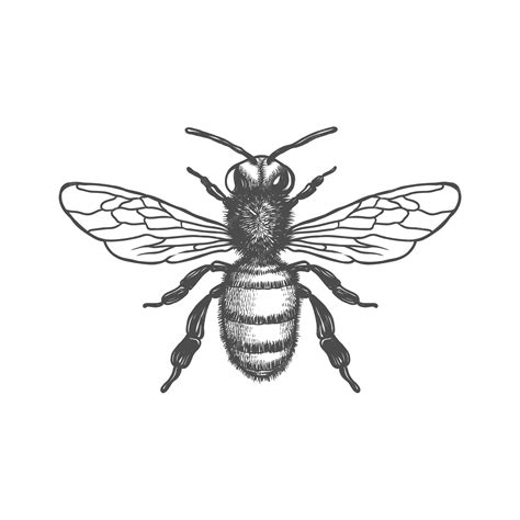 Black And White Honey Bee