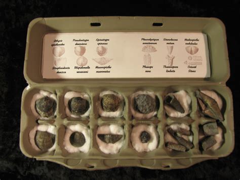 Inexpensive Fossil Storage Or Making Great Fossil Sets General Fossil Discussion The Fossil