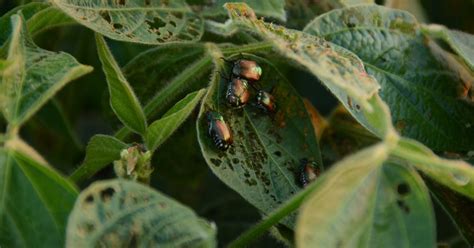 Survey Defoliating Insects On Rise In Illinois Fields