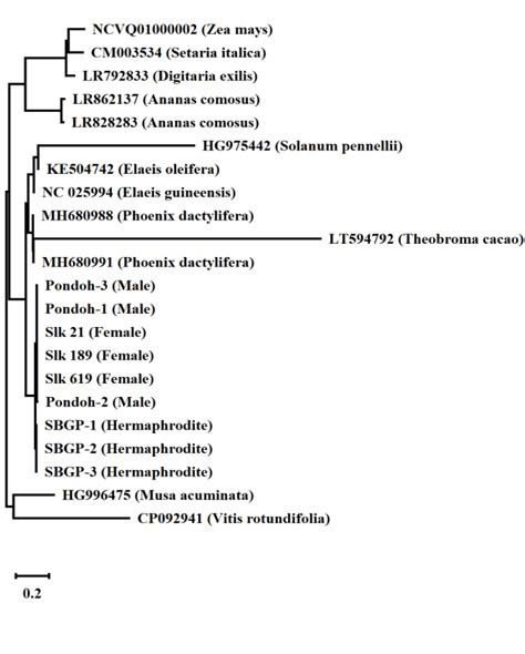 The Phylogenetic Tree Was Generated By The Mega11 Software Tamura Et Download Scientific