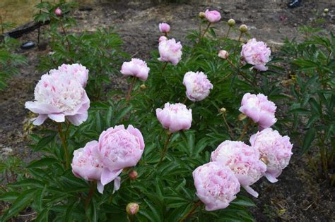 Angel Cheeks Pionien Koti Pionifi Angel Cheeks Pionien Koti Pionifi