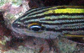 Spanish Grunt Haemulon Macrostomum Caribbean