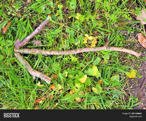 Bushcraft Stick Arrow Image And Photo Free Trial Bigstock