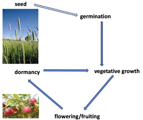Plant Physiology Flashcards Quizlet