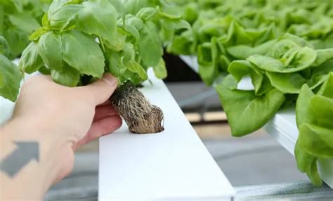 Oxygen In Hydroponics Is It Important And The Best Way To Provide