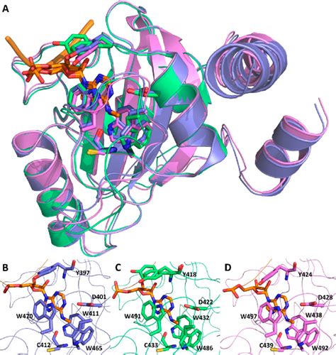 crystal structures of the human ythdf readers a structural overlap
