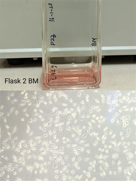 Biswaranjan Mohanty On Linkedin Tissueculture Biotechnology Qualitycontrol