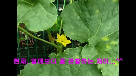 텃밭 참외 순치기 현장영상 참외는 손자순에서 키우세요 참외키우기 텃밭참외 참외 순치기 참외순치기 순지르기 참외순지르기 곁순 영양생장 생식생장