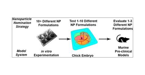 Bridging The In Vitro To In Vivo Gap Using The Chick Embryo Model To