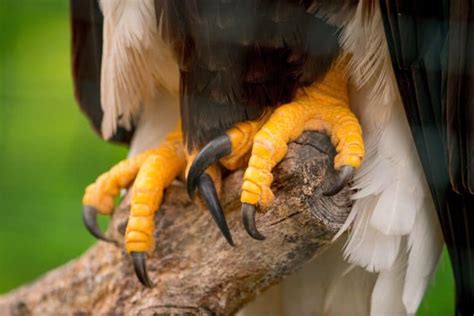 Bald Eagle Talons Everything You Need To Know
