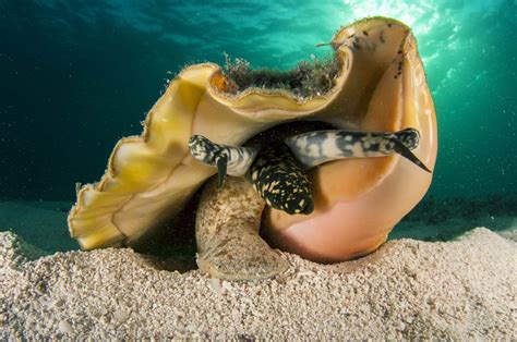 3 Conchs For The Saltwater Aquarium Clean Up Crew Algaebarn
