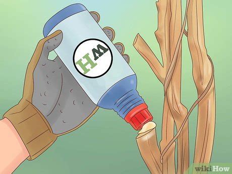 How To Prune A Ficus Tree With Pictures WikiHow