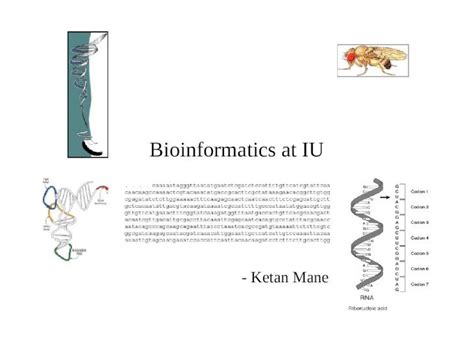 Ppt Bioinformatics At Iu Ketan Mane Bioinformatics At Iu What Is