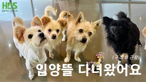 입양뜰에서 가족을 기다려요 구조 근황 유기견입양 유기견구조 행동사 Youtube