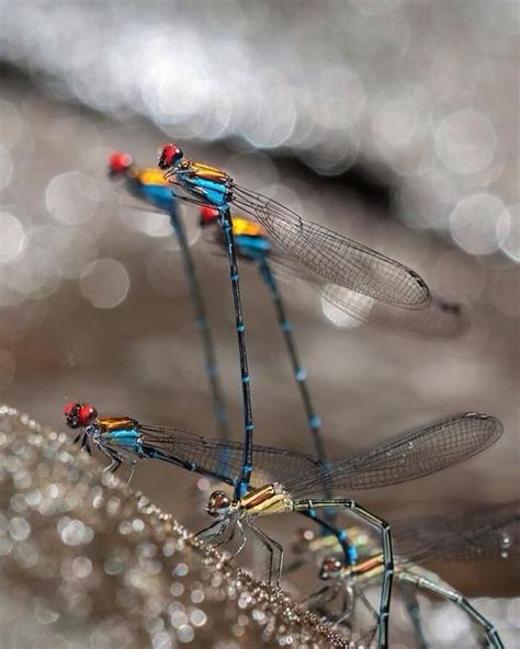 Colorful Dragonflies