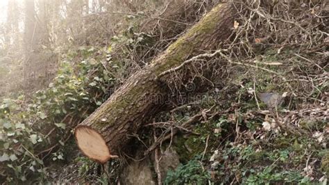 Two Felled Trees In The Forest Deforestation Environmental Problems