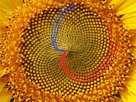 Fibonacci Sequence Flower