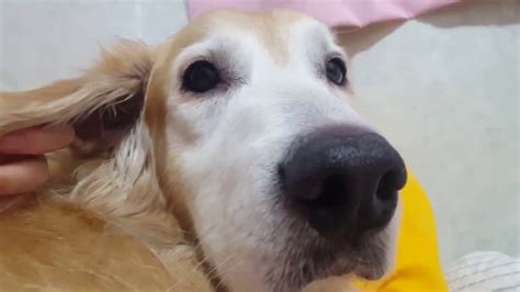 골든리트리버 디디 산책 브이로그 Youtube