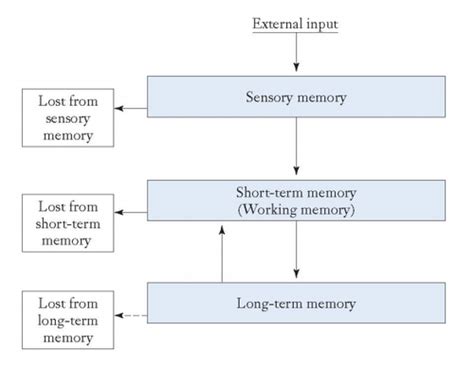Cognitive Neuroscience Test 3 Flashcards Quizlet